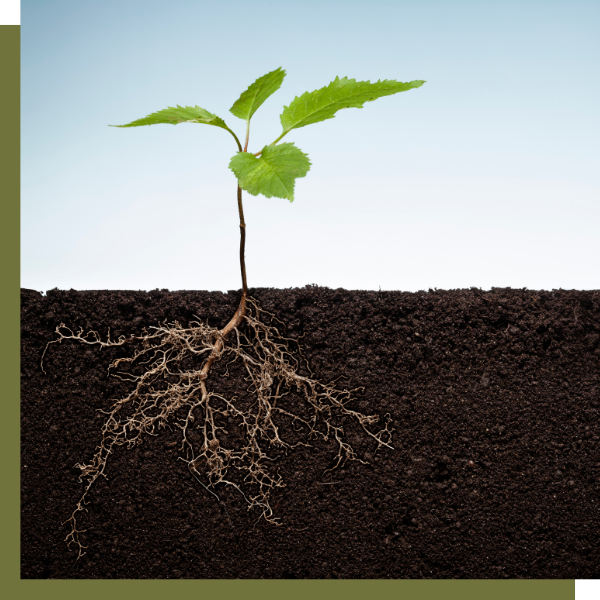 RENEW Bio-Technology for Healthier Soil - Davis Ag Solutions - Davis Ag Solutions